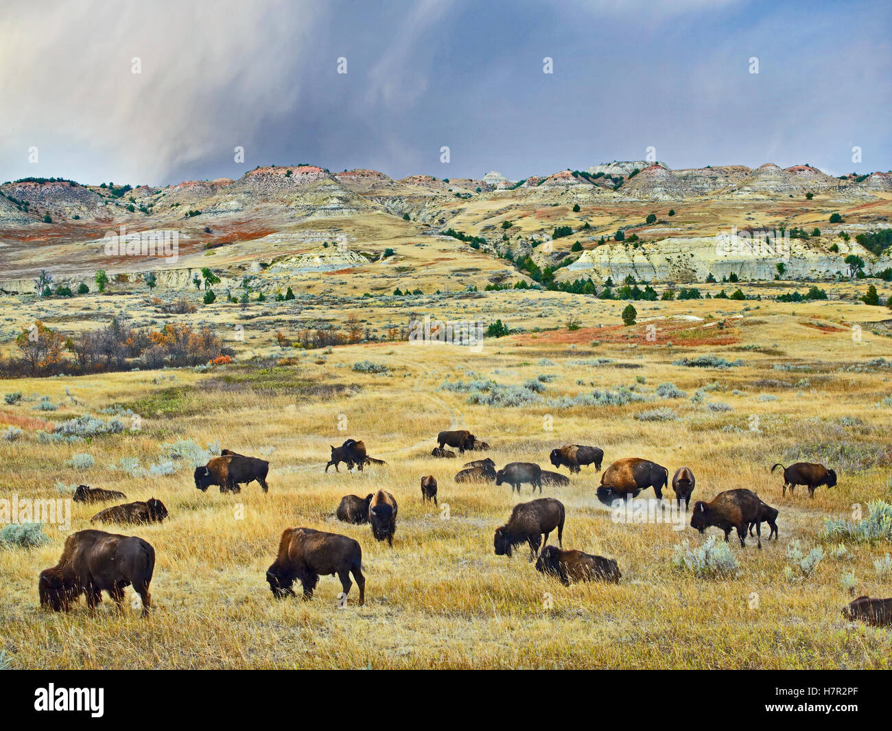 American Bison (Bison bison) herd grazing on shortgrass praire near ...