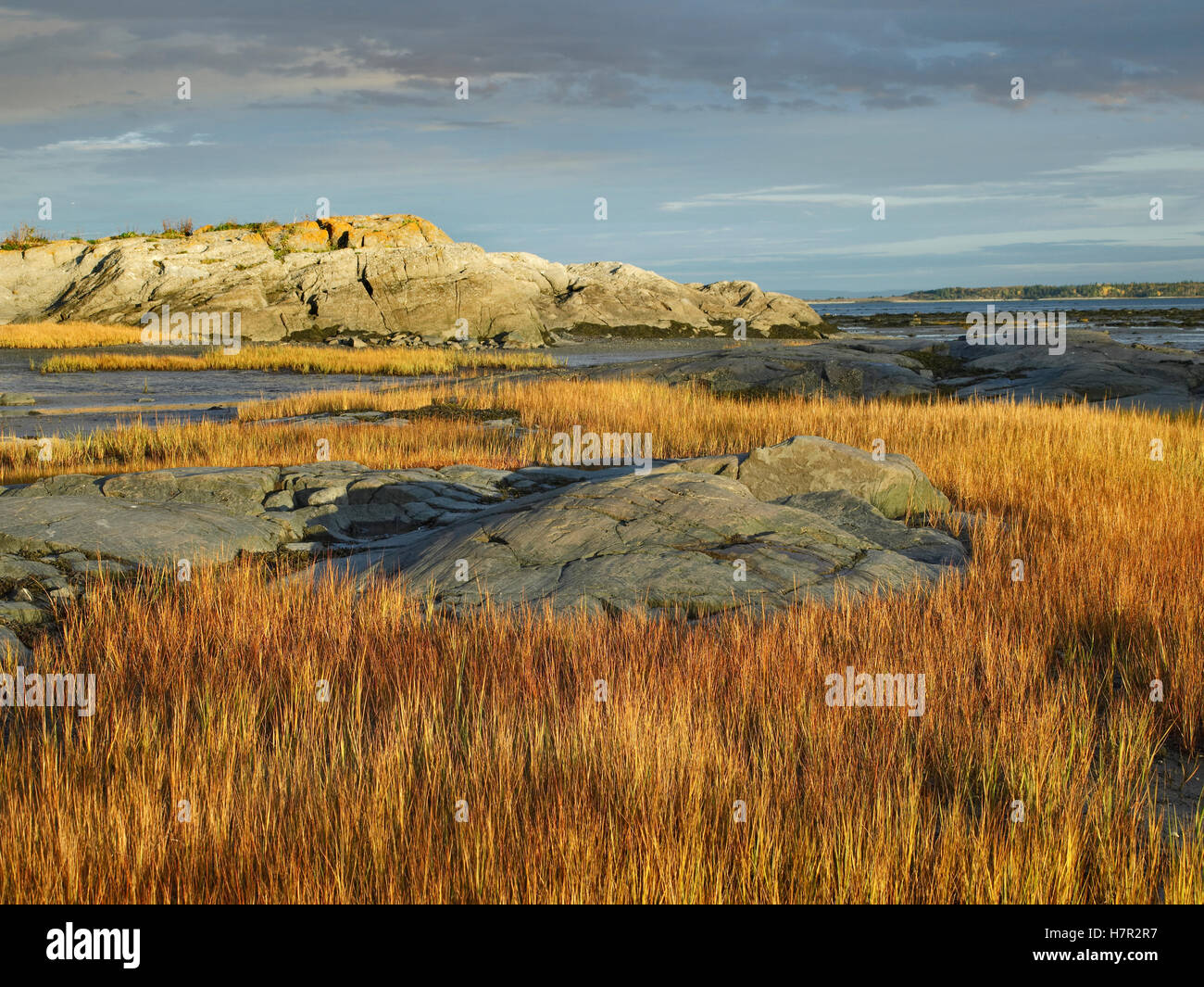 Tidal marsh, Riviere-Trois-Pistoles, Quebec, Canada Stock Photo - Alamy