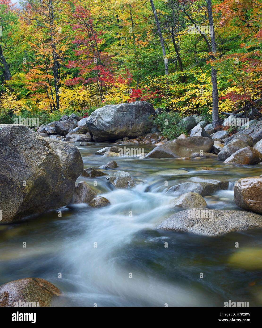 Swift River flowing through fall colored forest, White Mountains ...