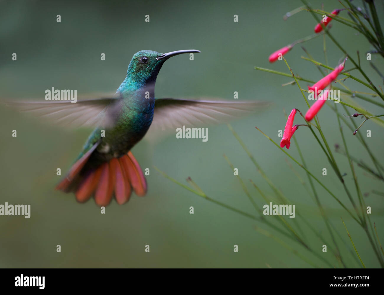 Green-breasted Mango (Anthracothorax prevostii) hummingbird male ...