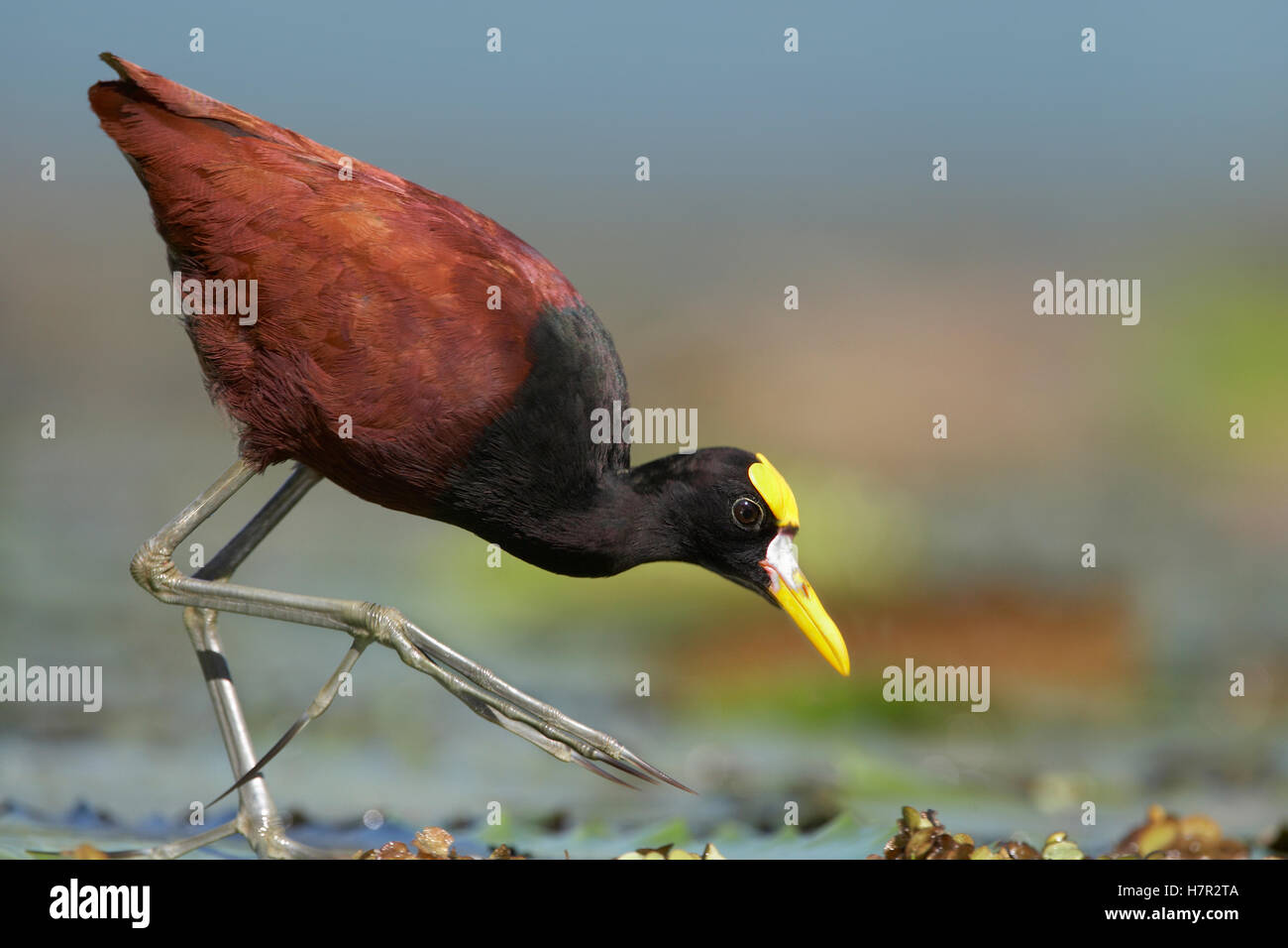 Northern Jacana (Jacana spinosa) foraging, Costa Rica Stock Photo - Alamy