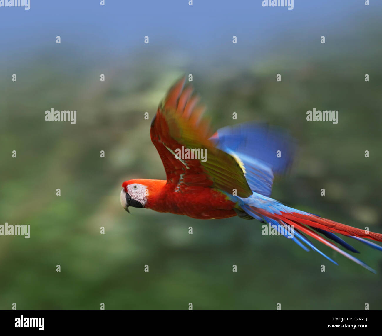 Scarlet Macaw (Ara macao) flying, Costa Rica Stock Photo - Alamy