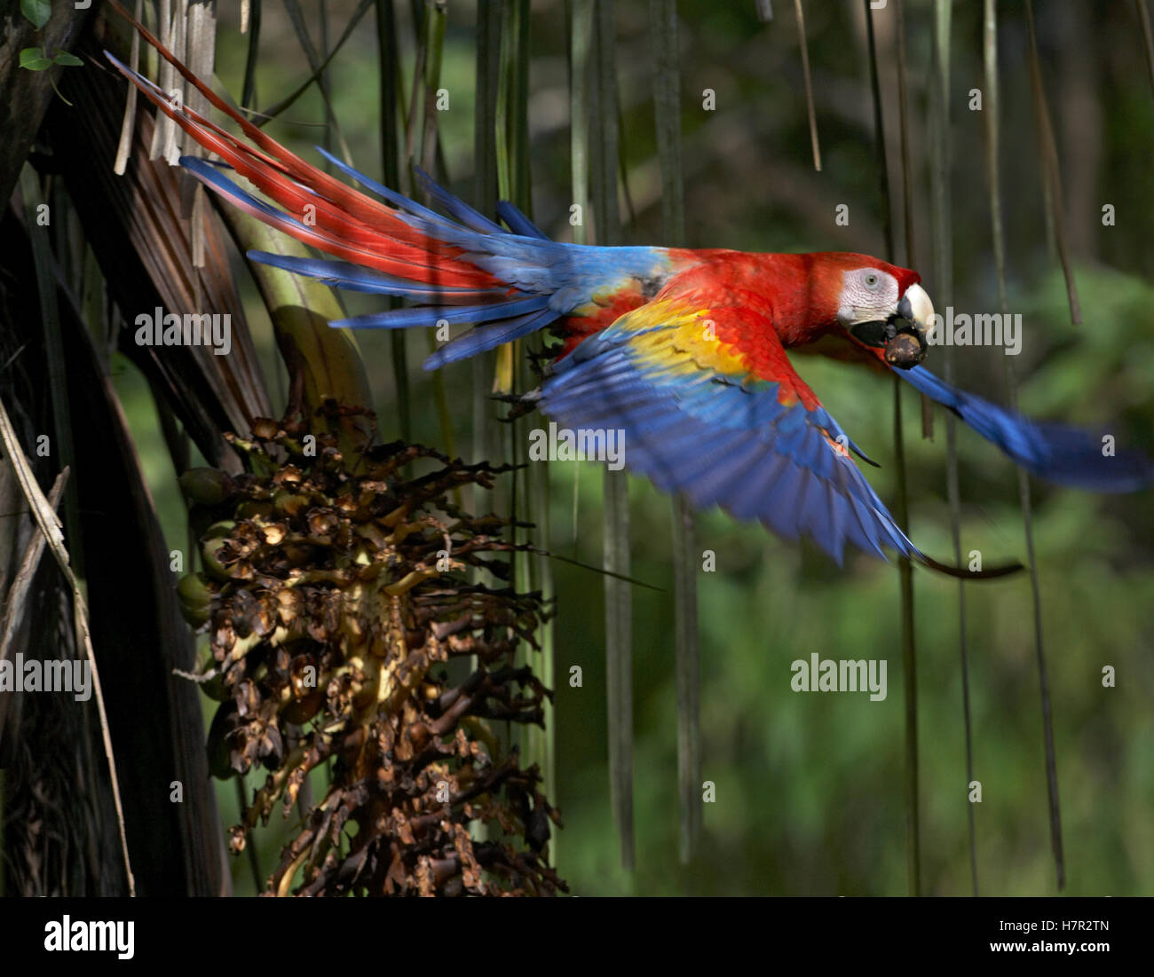 Scarlet Macaw (Ara macao) flying with palm nut, Costa Rica Stock Photo ...