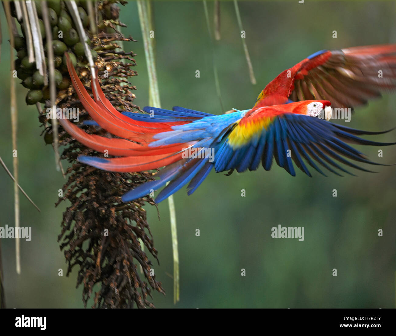 Scarlet Macaw (Ara macao) flying, Costa Rica Stock Photo - Alamy