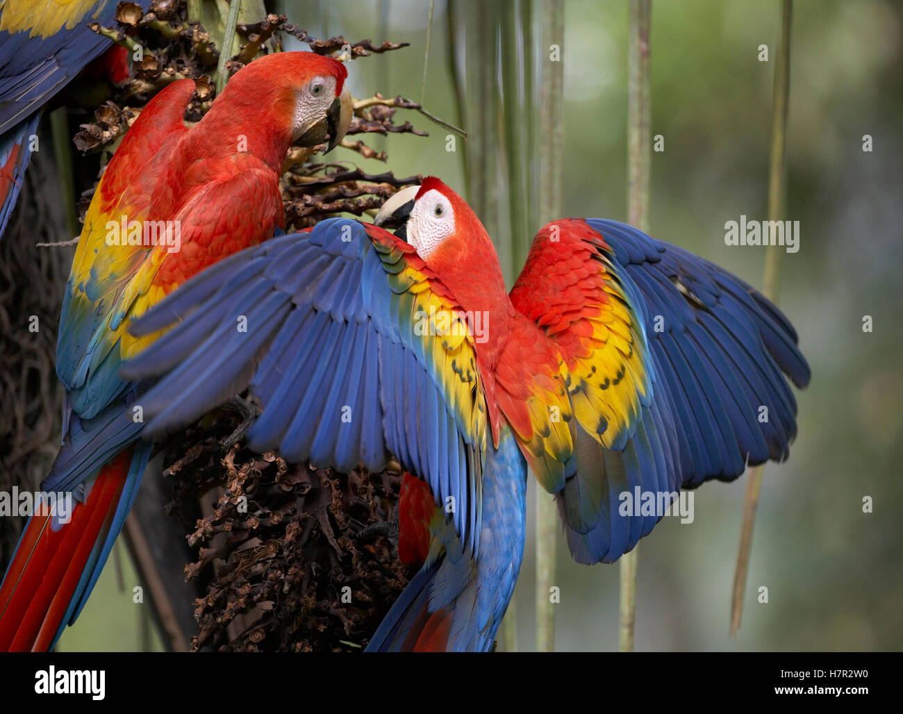 Scarlet Macaw (Ara macao) pair feeding on palm fruit, Costa Rica Stock ...