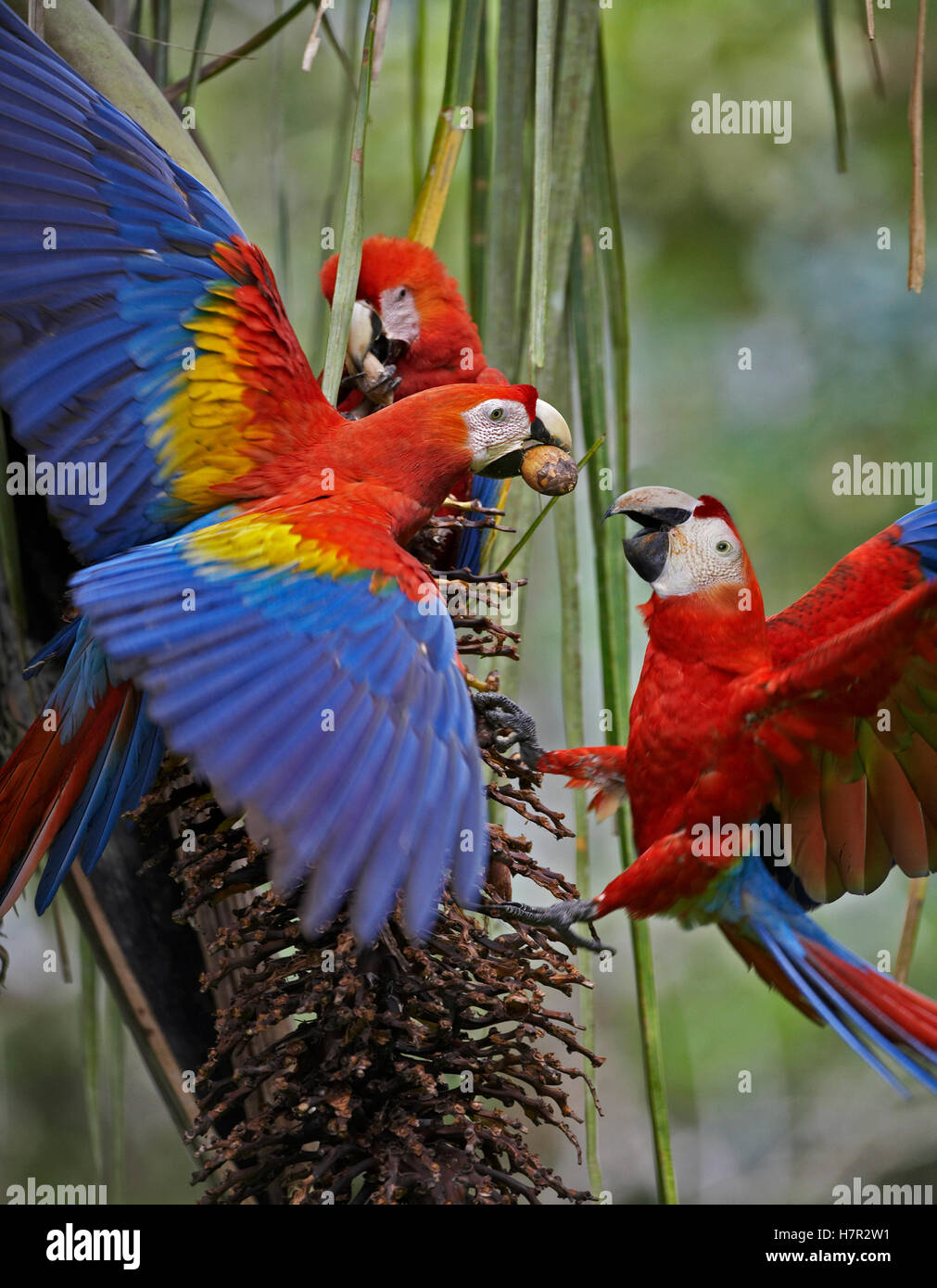 Scarlet Macaw (Ara macao) feeding on palm fruits, Costa Rica Stock ...