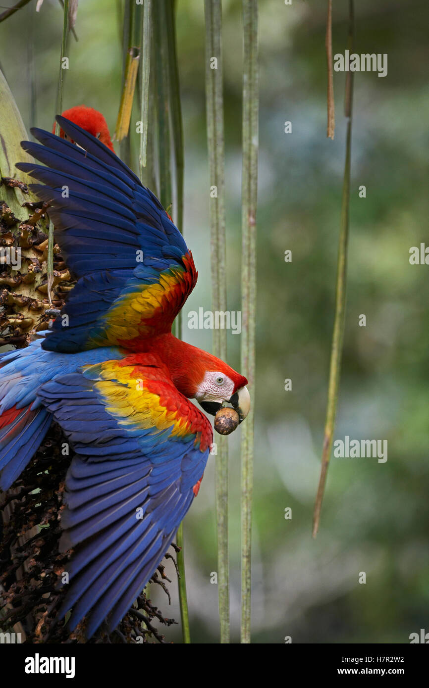 Scarlet Macaw (Ara macao) feeding on palm fruits, Costa Rica Stock ...
