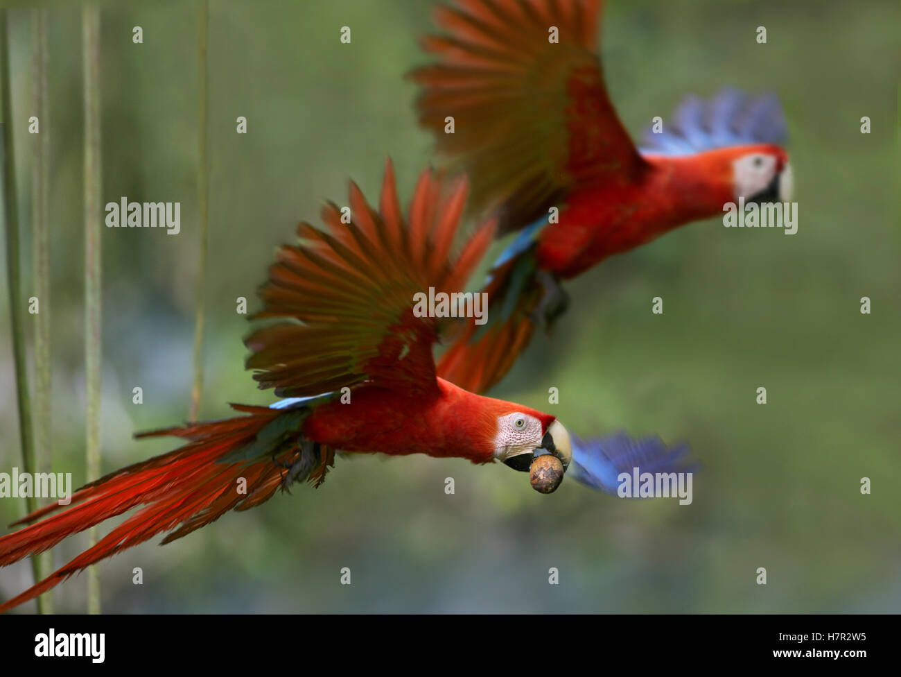 Scarlet Macaw (Ara macao) pair flying with palm fruit, Costa Rica Stock ...
