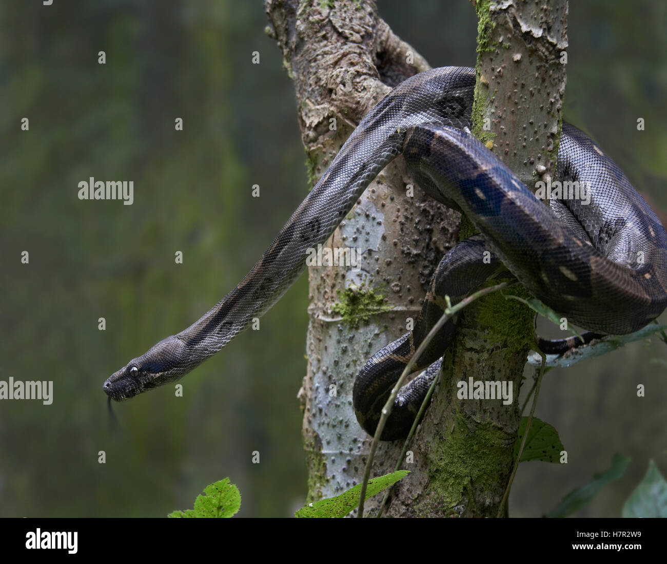 Boa (Boa constrictor constrictor) on tree trunk, Costa Rica Stock Photo ...