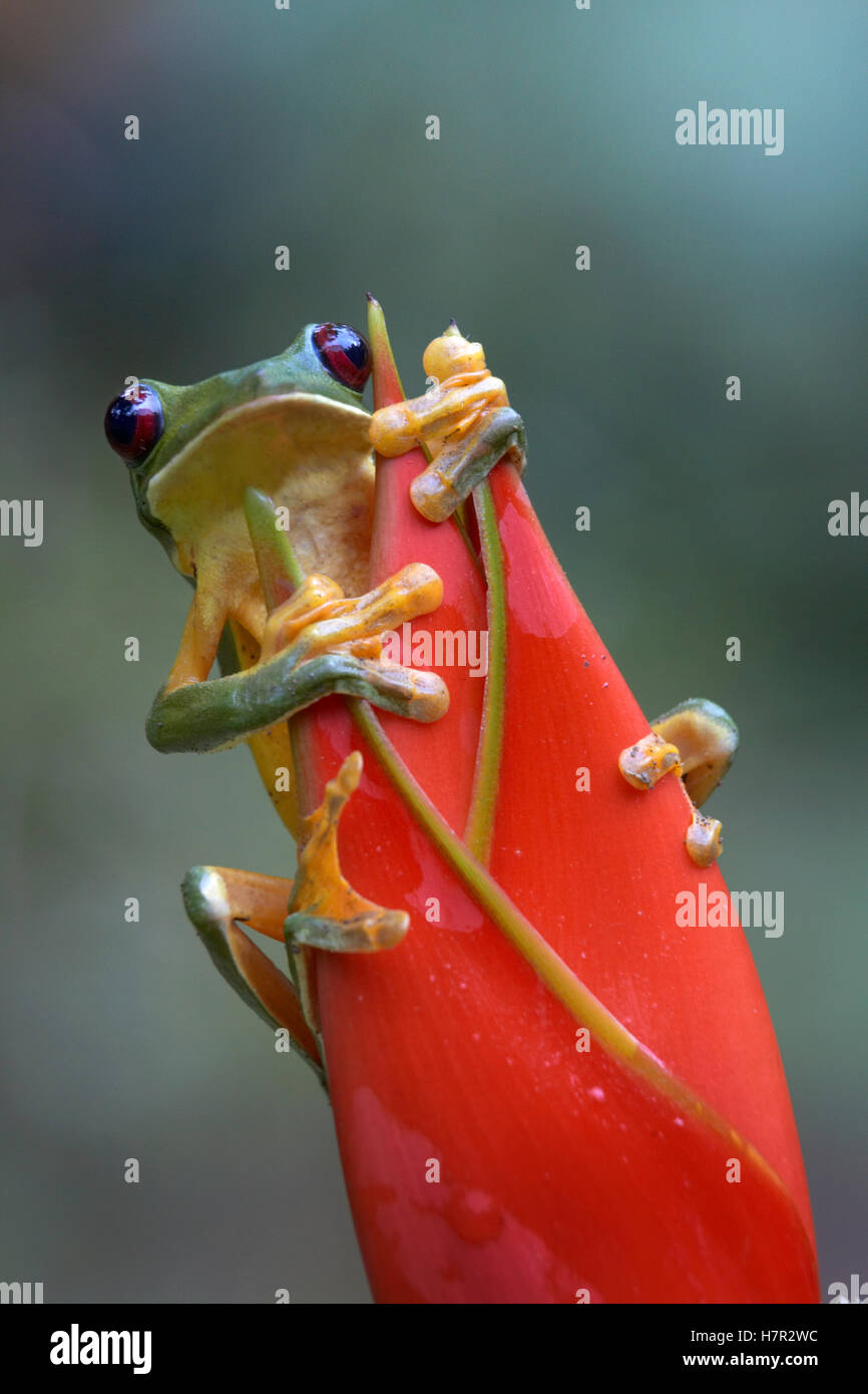 Gliding Leaf Frog (Agalychnis spurrelli) on Heliconia (Heliconia sp ...