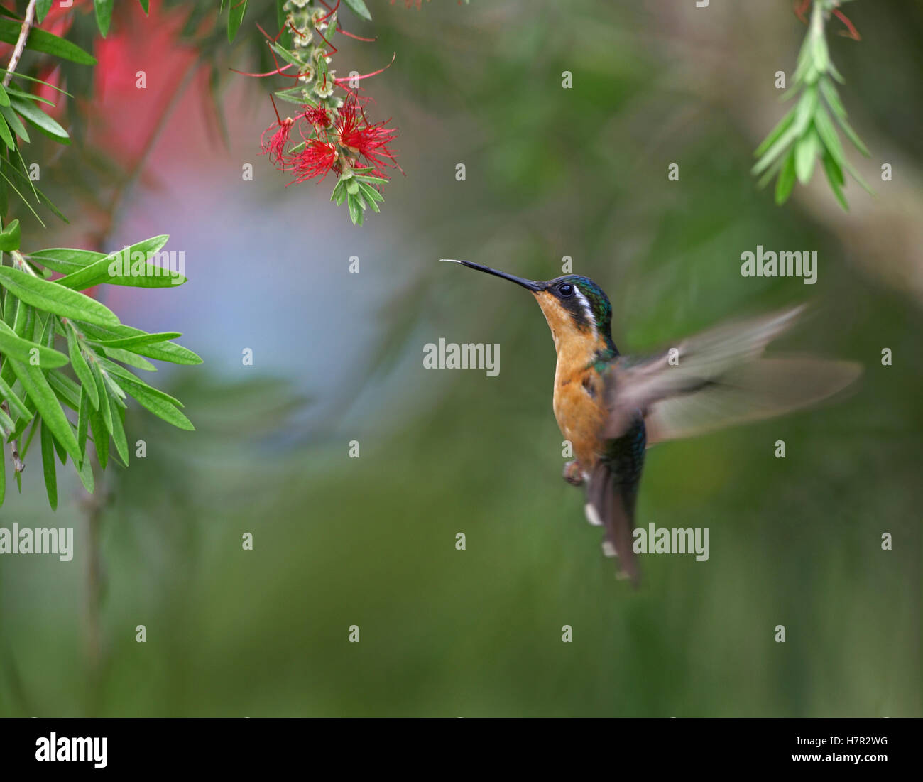 Grey-tailed Mountain Gem (Lampornis cinereicauda) hummingbird female ...