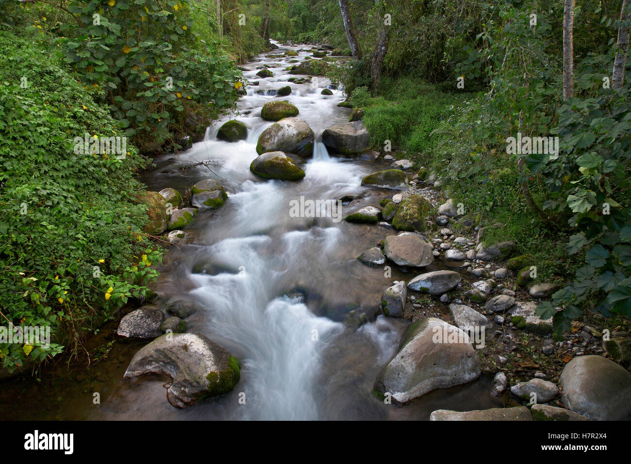 Savegre River flowing through forest, Costa Rica Stock Photo - Alamy