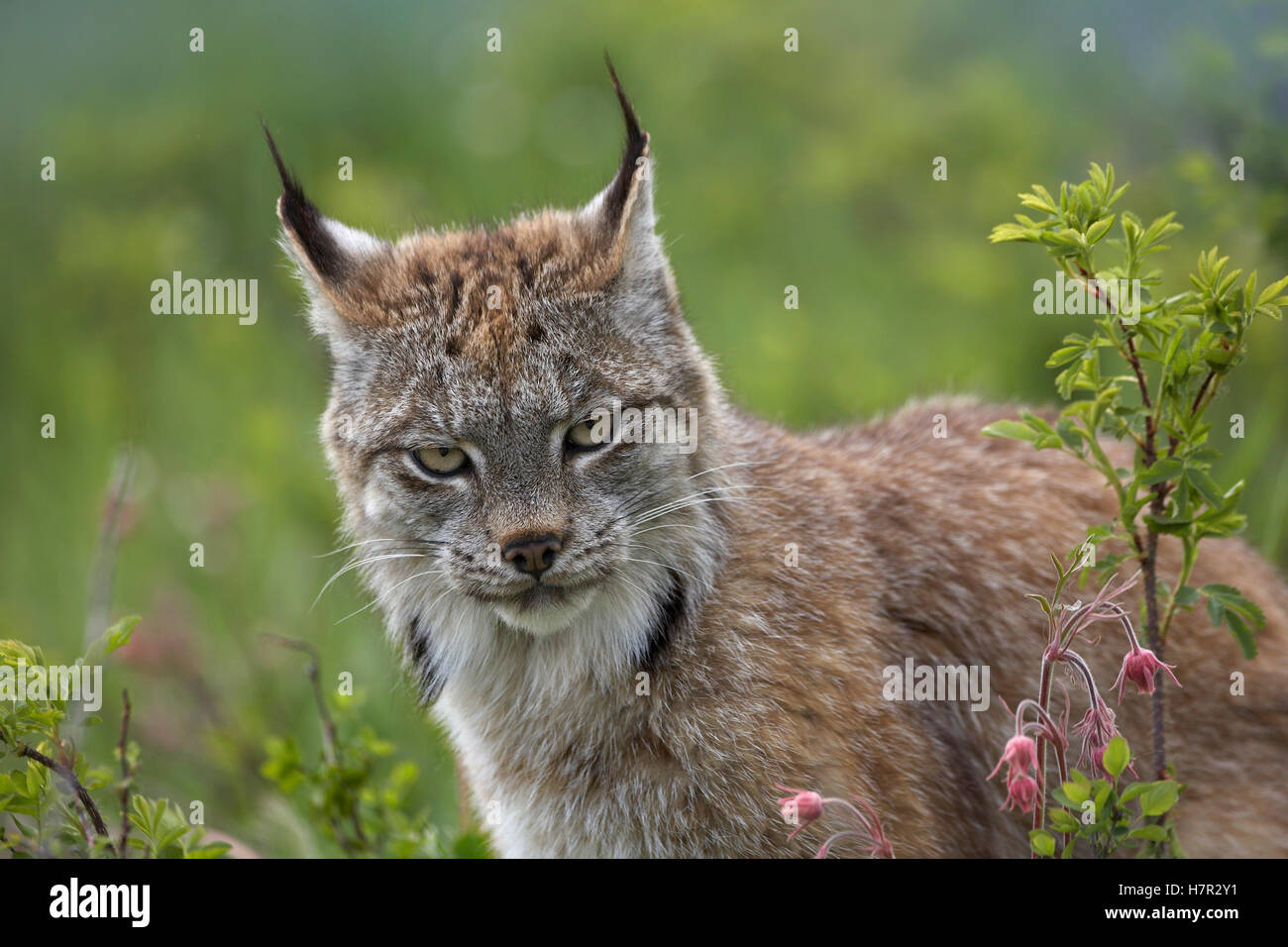 Canada Lynx (Lynx canadensis) portrait, North America Stock Photo - Alamy