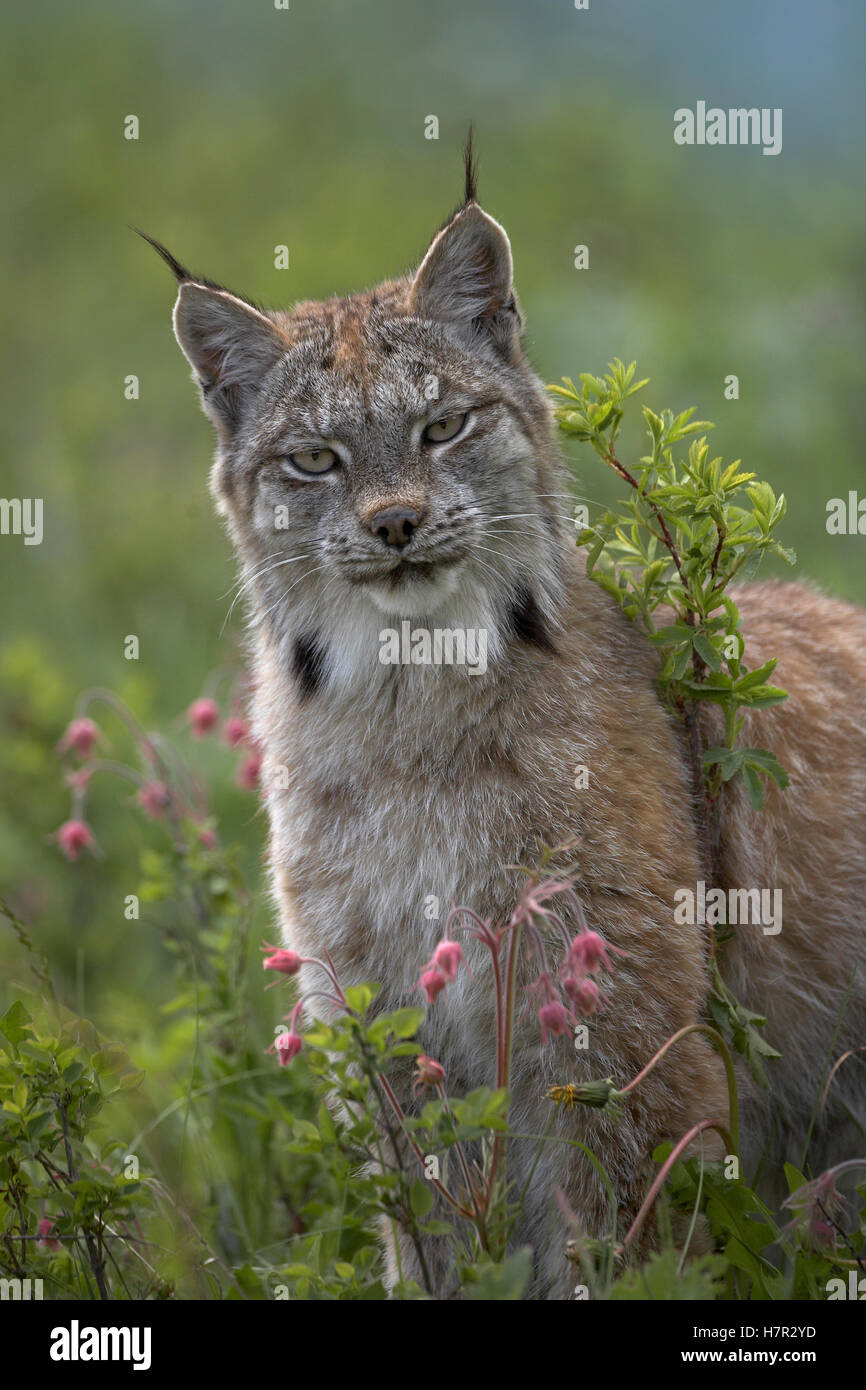 Canada Lynx (Lynx canadensis) portrait, North America Stock Photo - Alamy