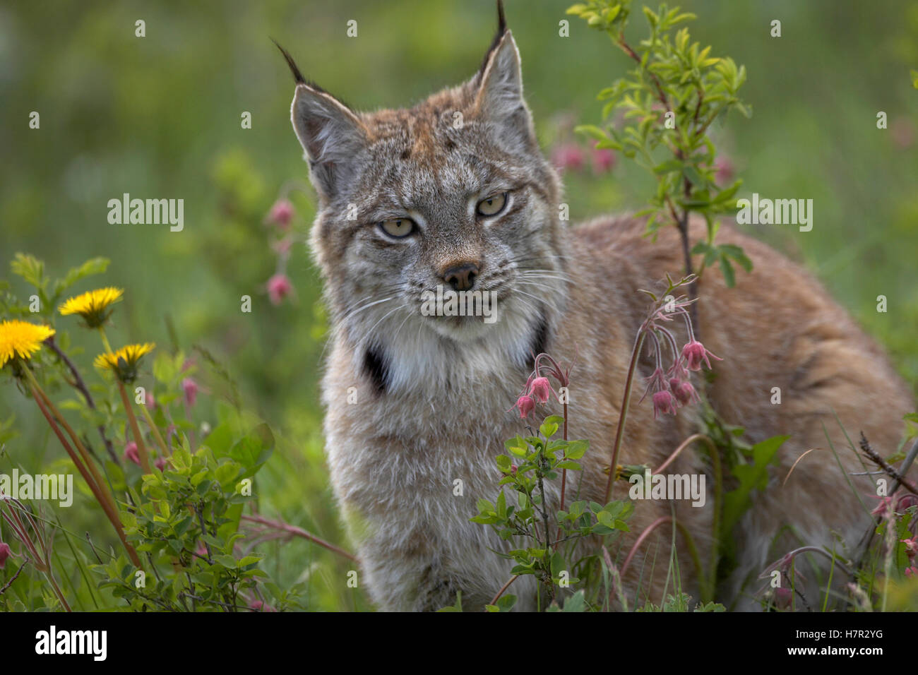 Canada Lynx (Lynx canadensis) portrait, North America Stock Photo - Alamy