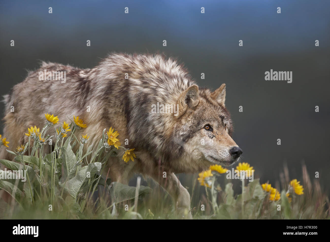 Gray Wolf (Canis lupus) stalking, North America Stock Photo - Alamy