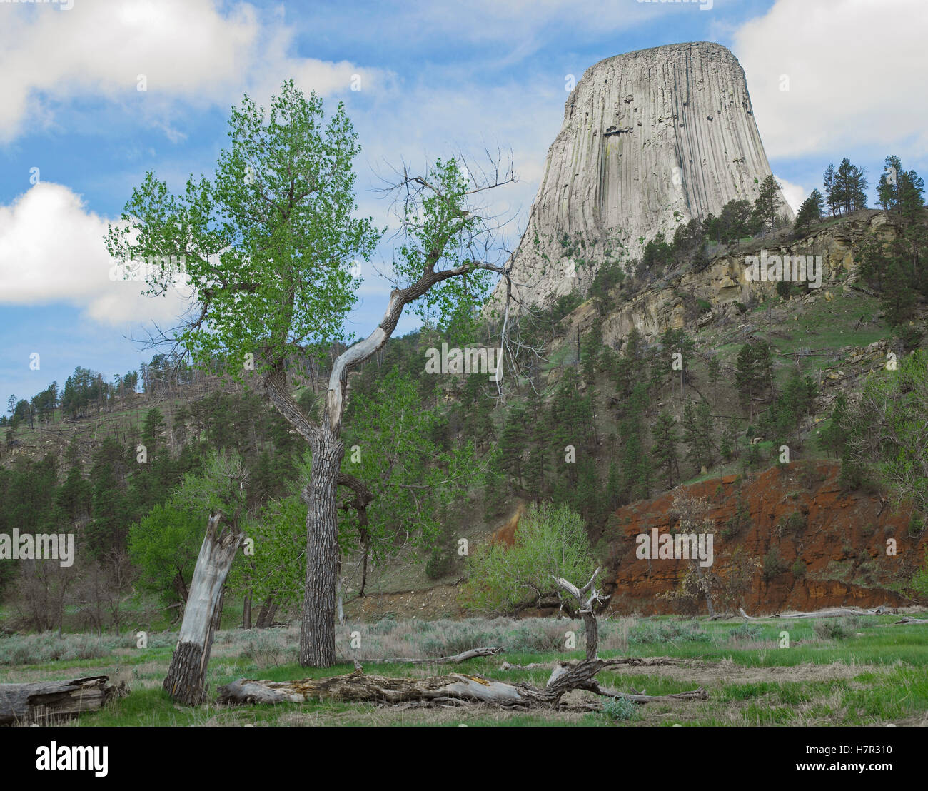 Devil's Tower National Monument showing famous basalt tower, sacred ...