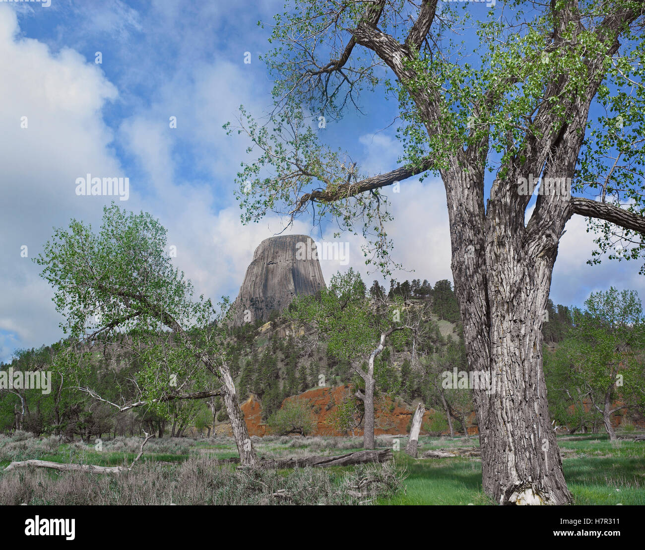 Devil's Tower National Monument showing famous basalt tower, sacred ...