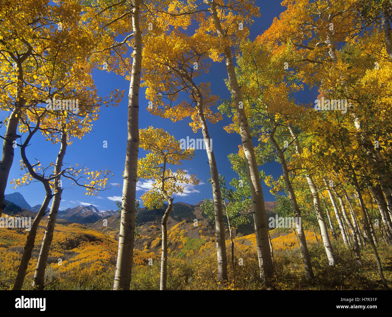 Quaking Aspen (Populus tremuloides) in fall colors and Maroon Bells ...
