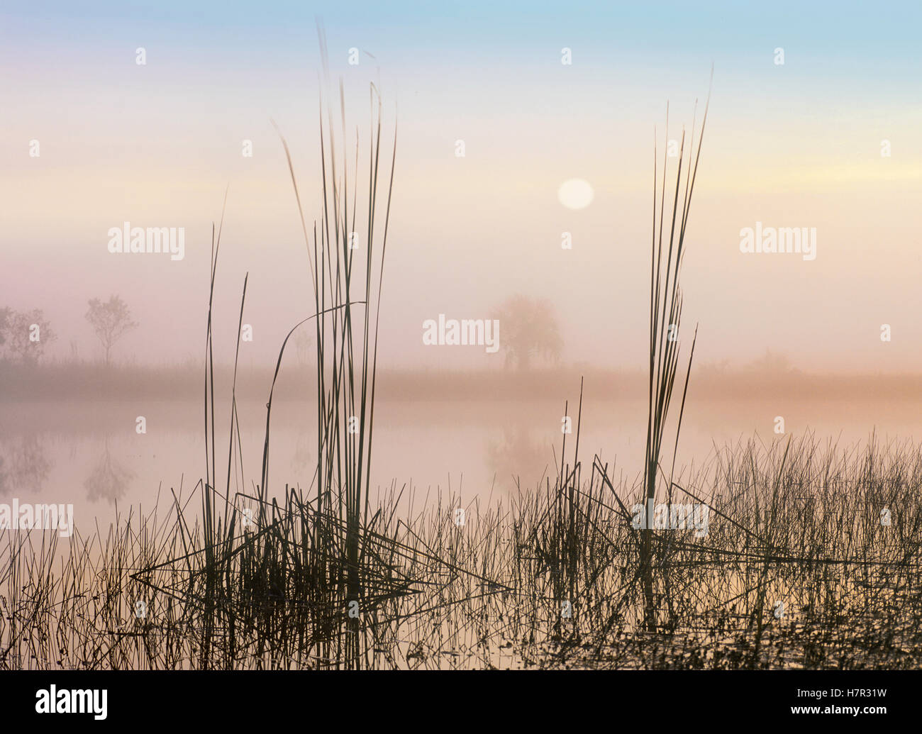 Reeds in Sweet Bay Pond, Everglades National Park, Florida Stock Photo ...