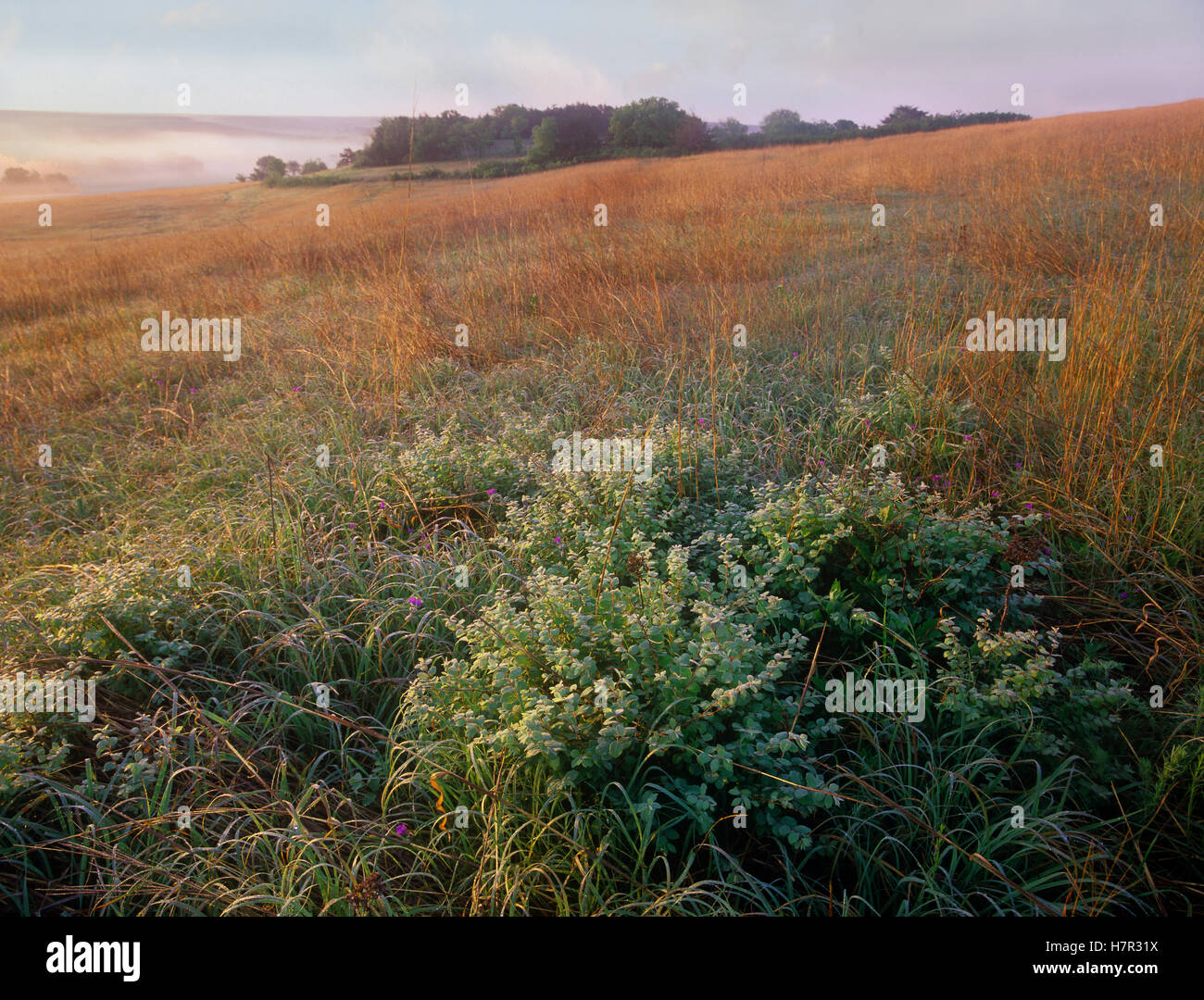 Tallgrass prairie showing grasses and bushes, Tallgrass Prairie ...