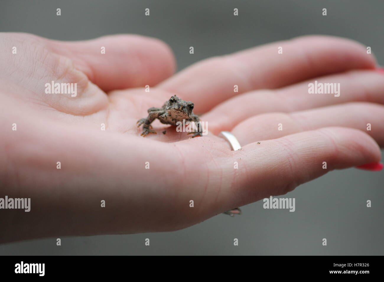 Baby frog hi-res stock photography and images - Alamy