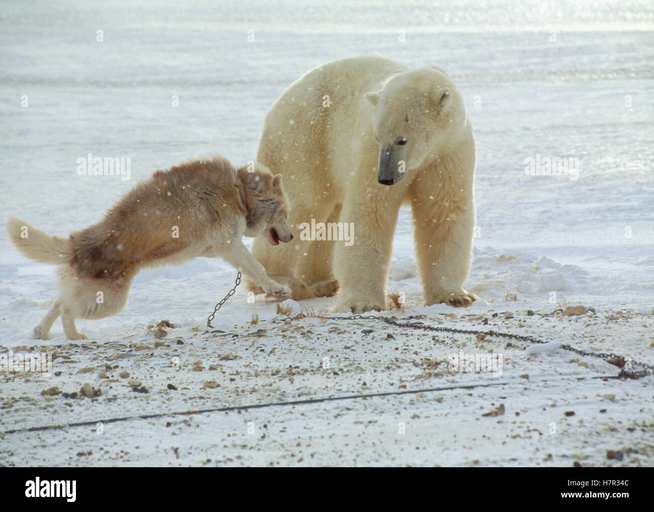 Polar Bear (Ursus maritimus) investigating chained sled dog, Churchill ...