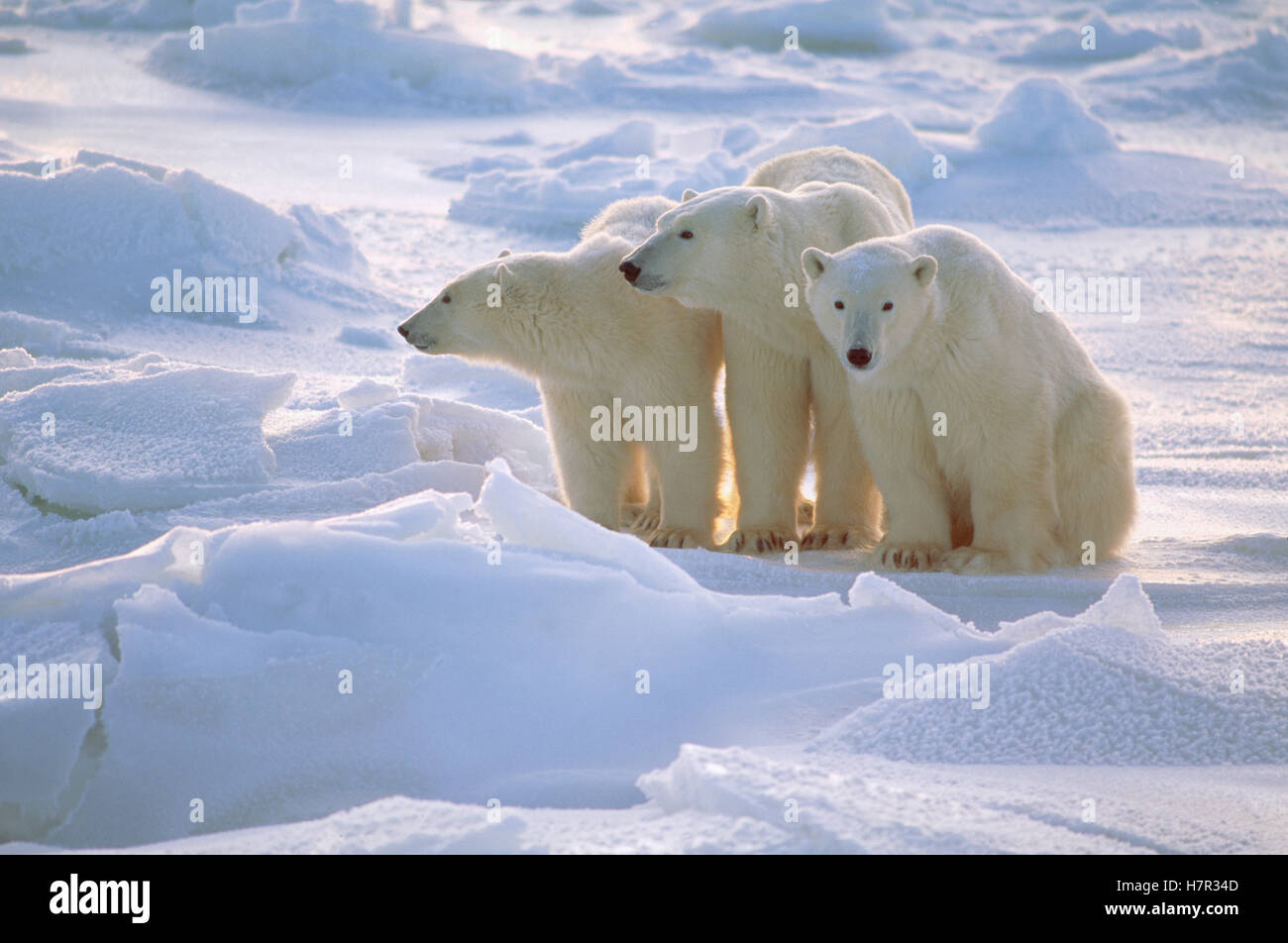 Polar Bear (Ursus maritimus) mother and two yearling cubs sitting on ice field, Churchill ...