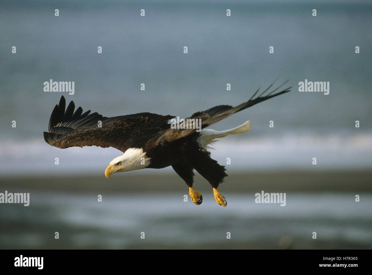 Bald Eagle (Haliaeetus leucocephalus) flying, Alaska Stock Photo - Alamy