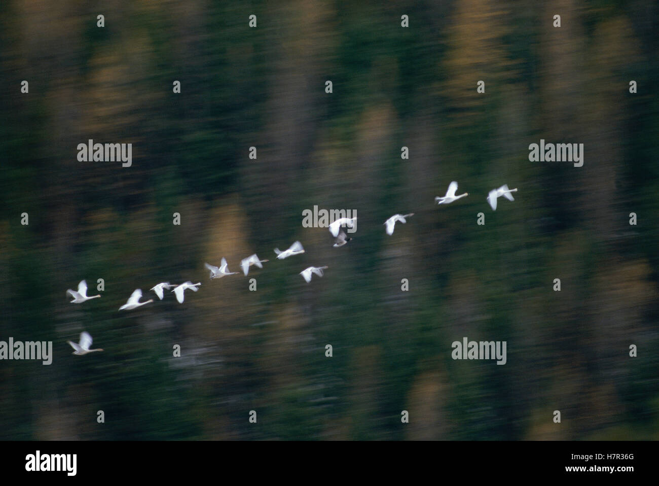 Trumpeter Swan (Cygnus buccinator) flock flying during migration, North ...