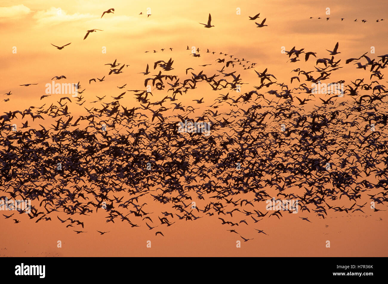 Trumpeter Swan (Cygnus buccinator) flock flying at sunset, North ...