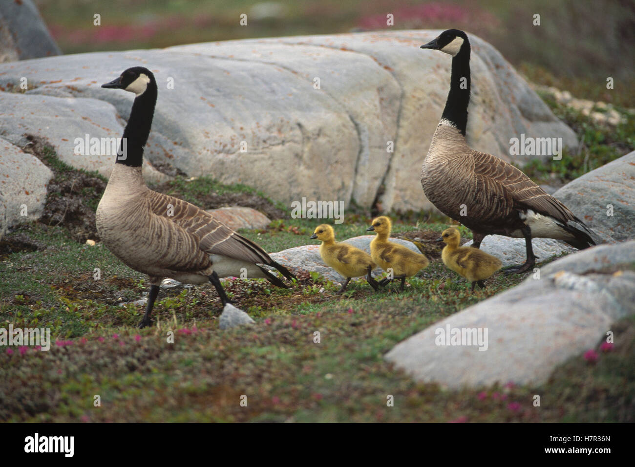 Canada Goose (Branta canadensis) parents and three goslings, Hudson Bay ...