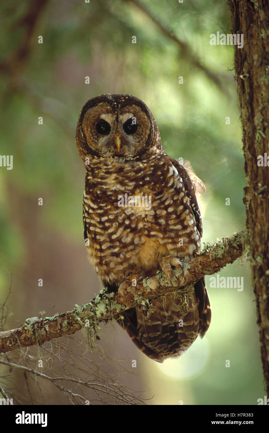 Northern Spotted Owl (Strix occidentalis caurina) perching in temperate ...
