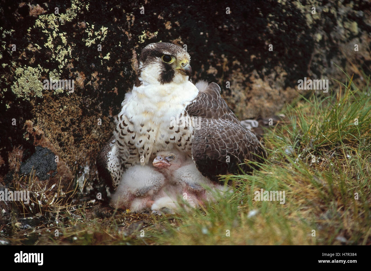 Peregrine Falcon (Falco peregrinus) mother with chicks at ground nest ...