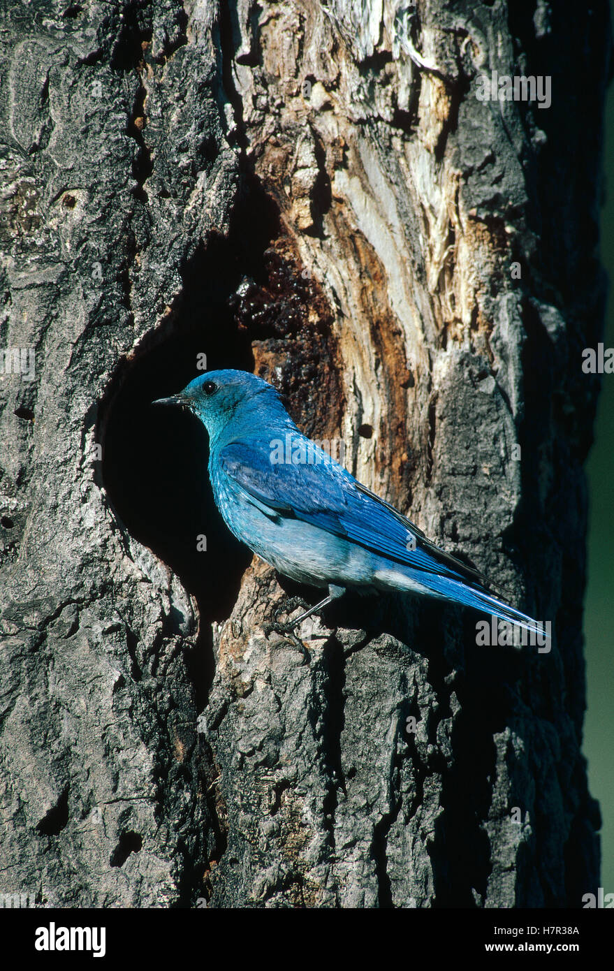 Mountain Bluebird (Sialia currucoides) at entrance of nest cavity ...