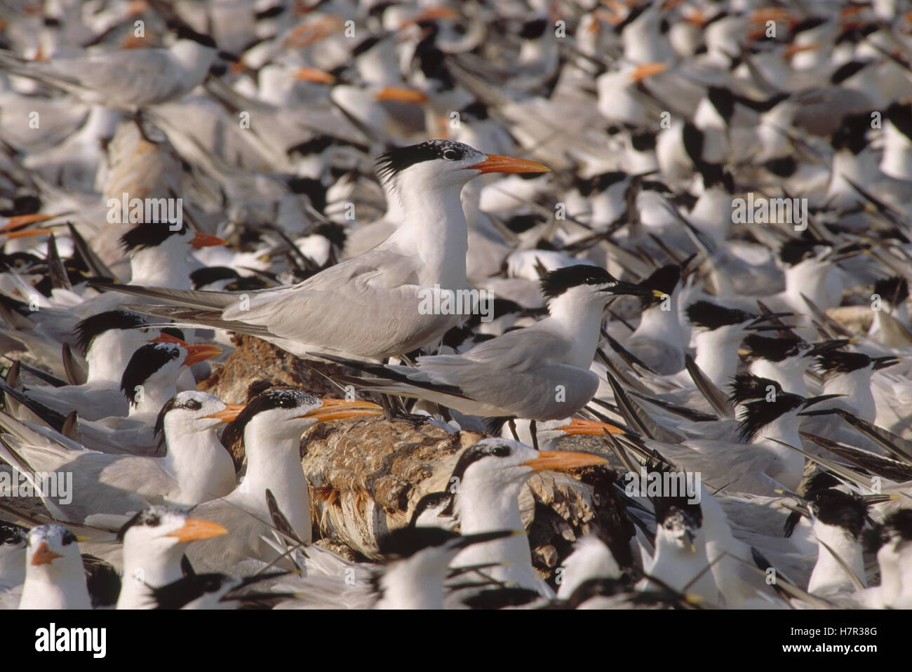 Royal Tern (Thalasseus maximus) nesting colony, Chandeleur Island ...