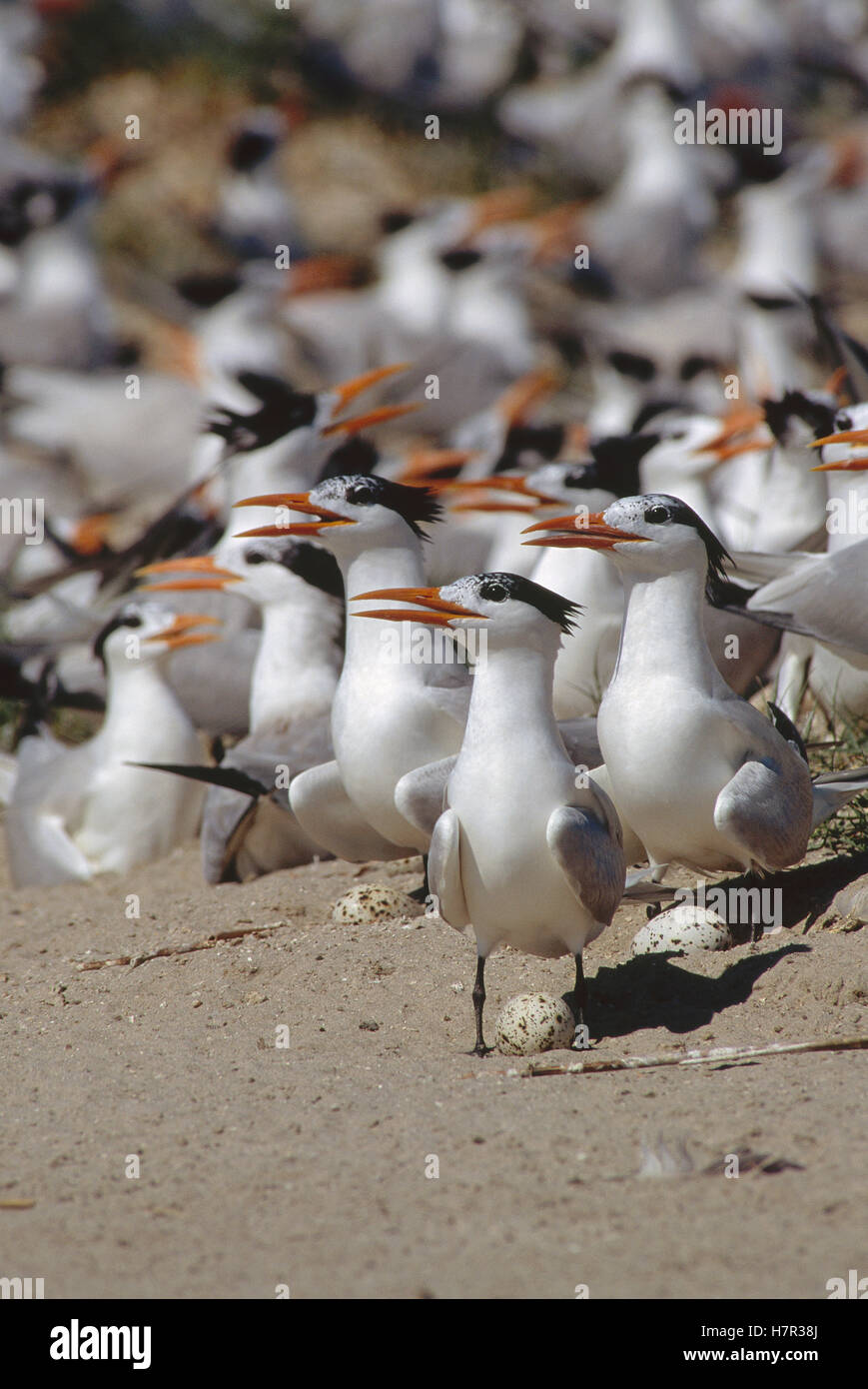 Royal Tern (Thalasseus maximus) nesting colony showing adults with eggs ...