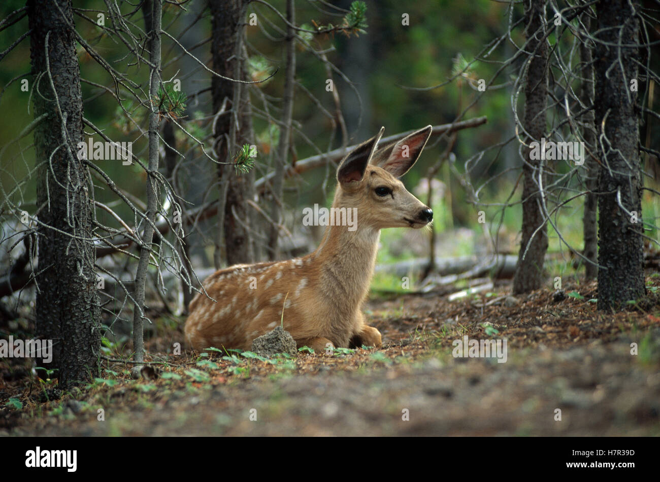 Coue's Deer (Odocoileus virginianus couesi) a dwarf subspecies of the ...