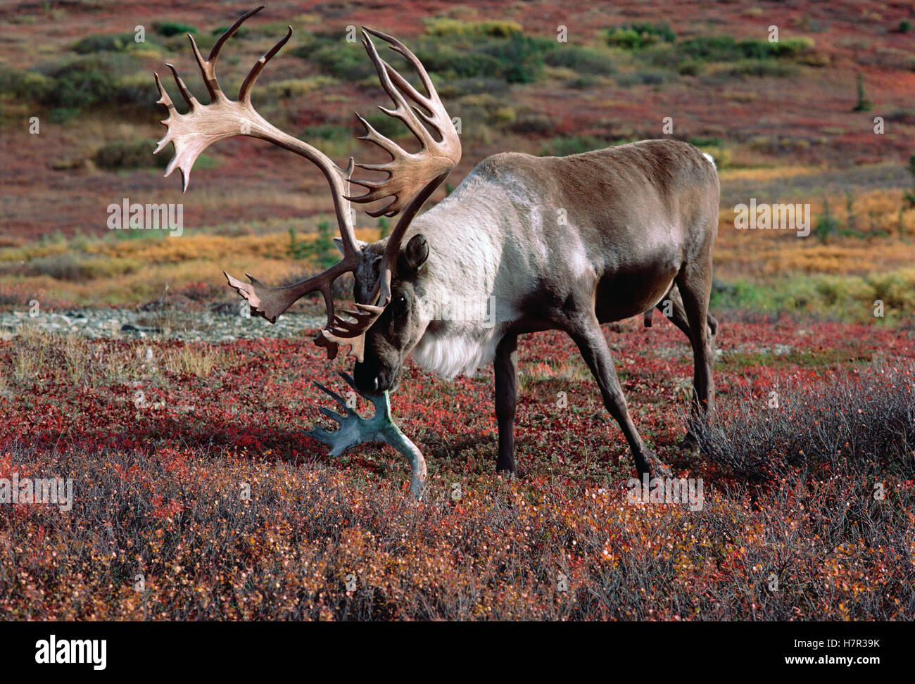 Caribou (Rangifer tarandus) chewing on old Caribou antler, Denali ...