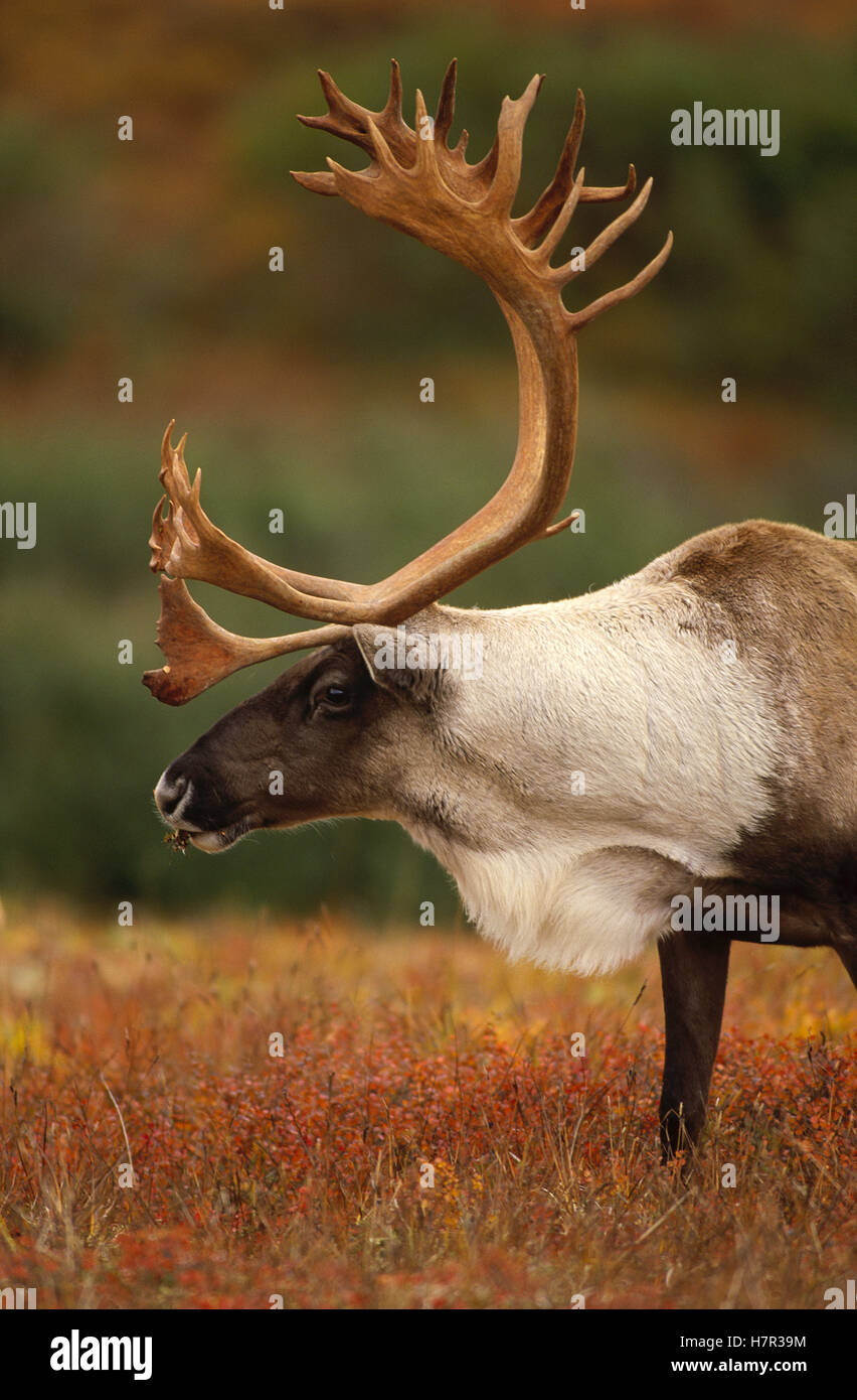 Caribou (Rangifer tarandus) portrait side-view, Denali National Park ...