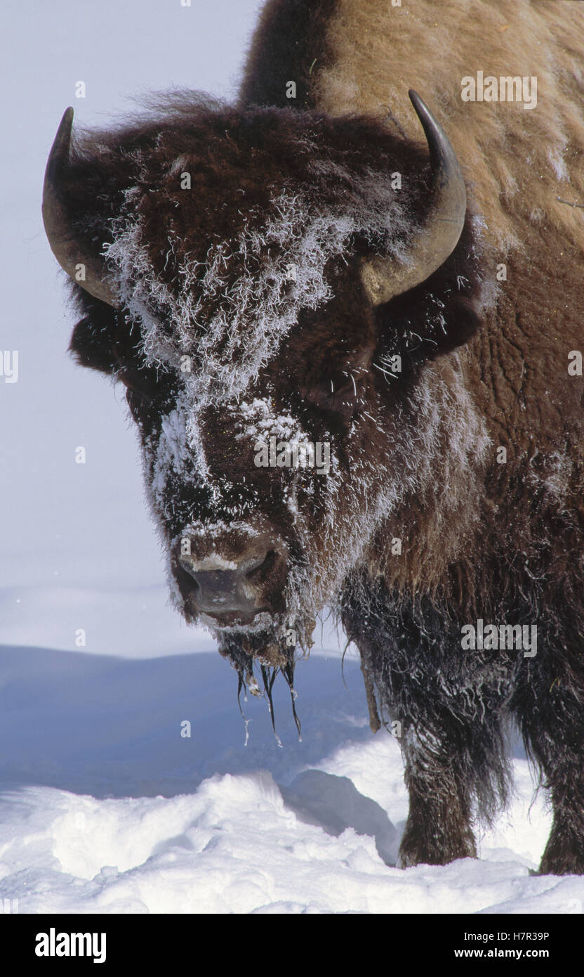American Bison (Bison bison) covered in frost in the winter ...