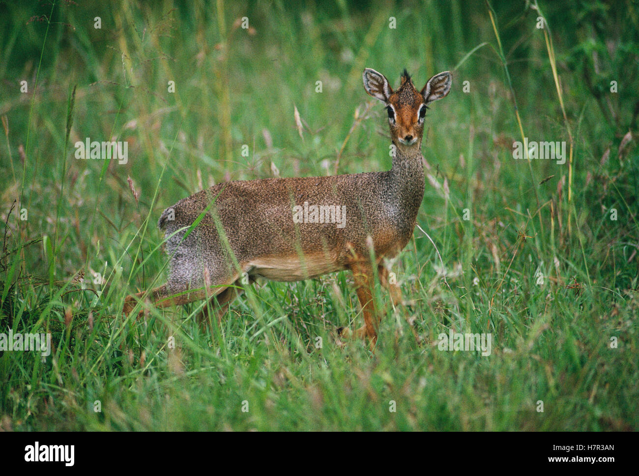 Kirk's Dik-dik (Madoqua kirkii) in tall grass, Africa Stock Photo - Alamy