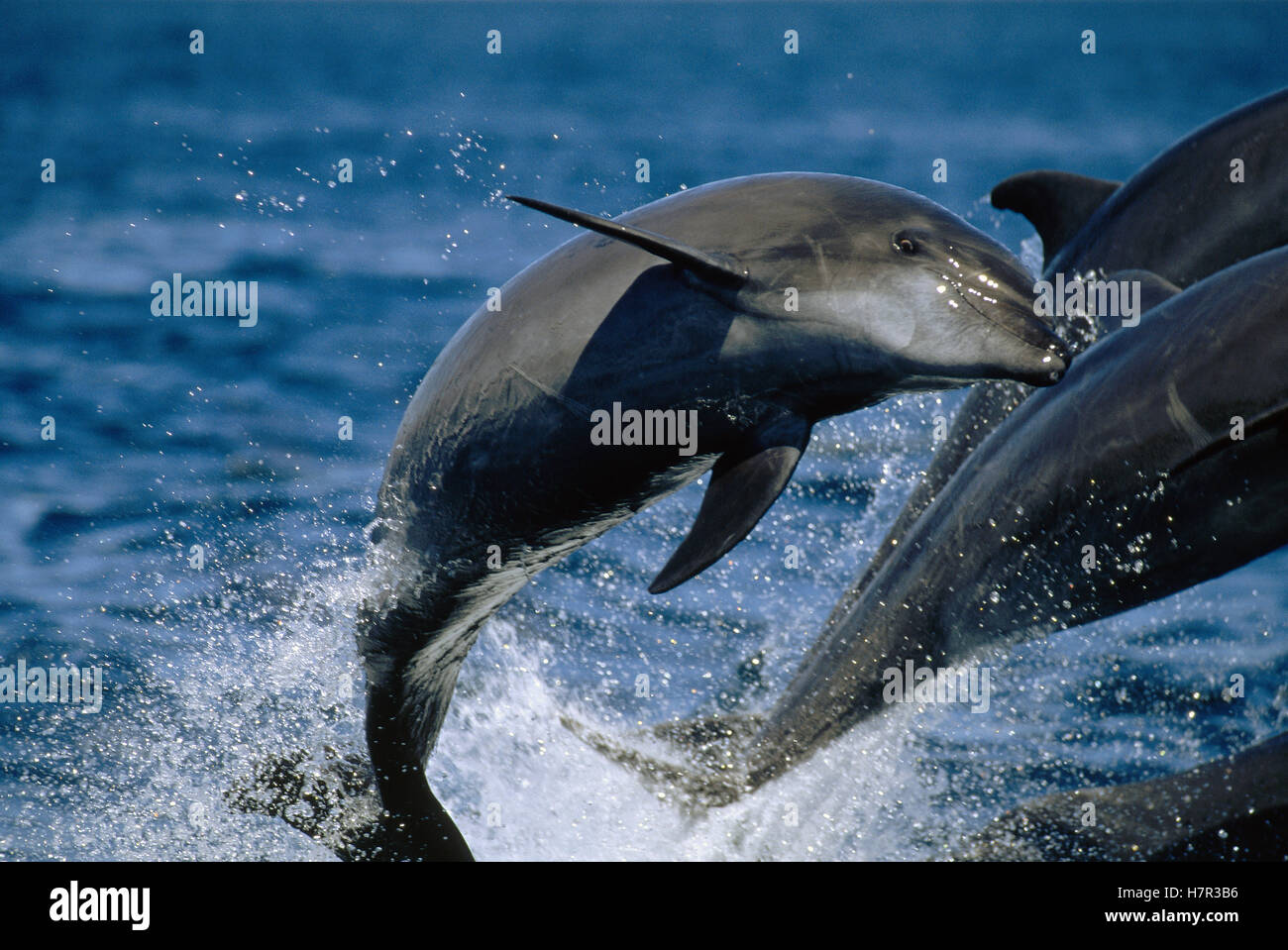 Bottlenose Dolphin (Tursiops truncatus) leaping, Sea of Cortez, Baja California, Mexico Stock ...