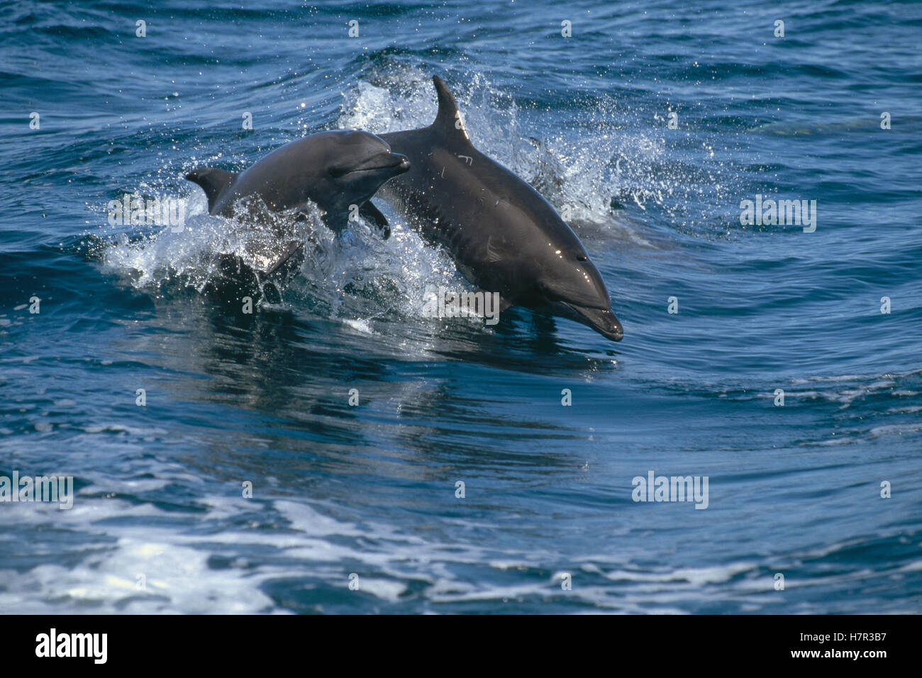 Bottlenose Dolphin (Tursiops truncatus) pair leaping, Sea of Cortez, Baja California, Mexico ...
