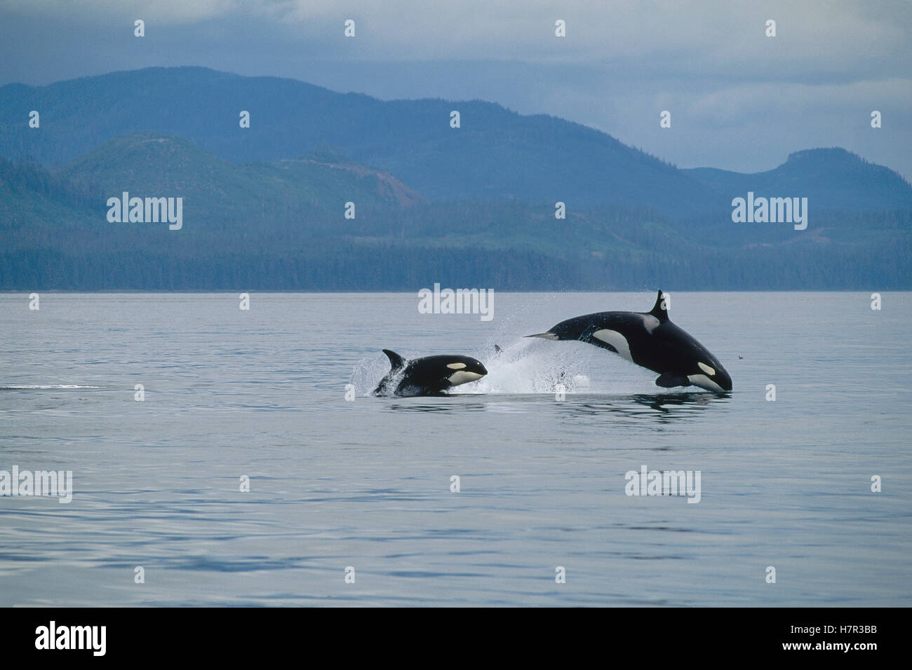 Orca (Orcinus orca) mother and young leaping through water, Frederick Sound, Alaska Stock Photo ...