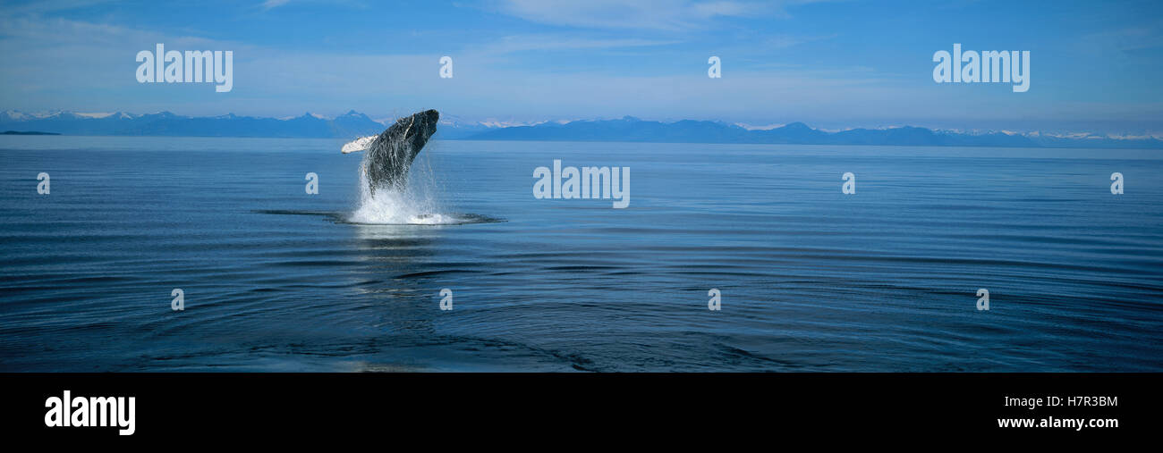 Humpback Whale (Megaptera novaeangliae) breaching, Chatham Strait ...