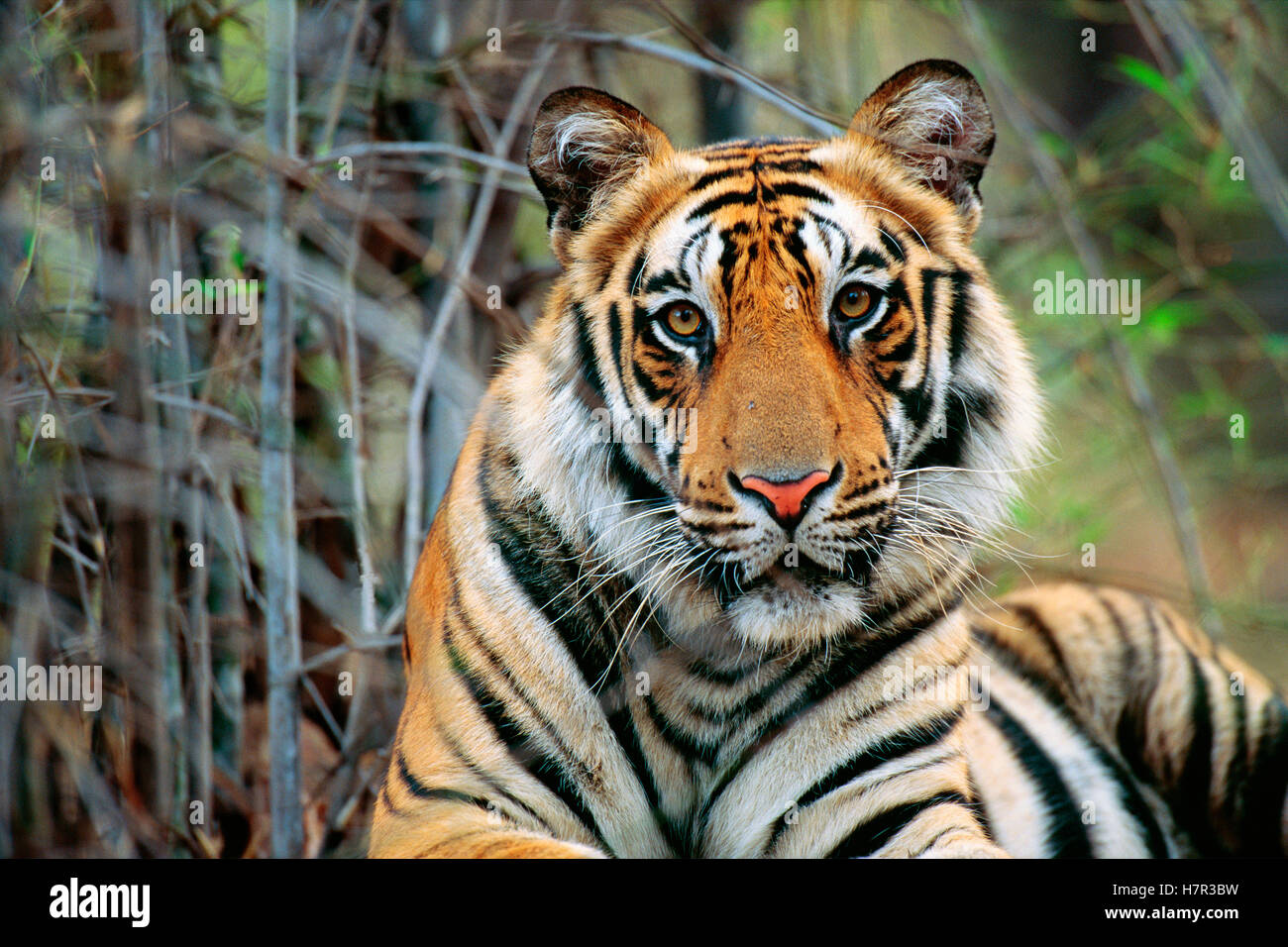Bengal Tiger (Panthera tigris tigris) portrait, Bandhavgarh National ...