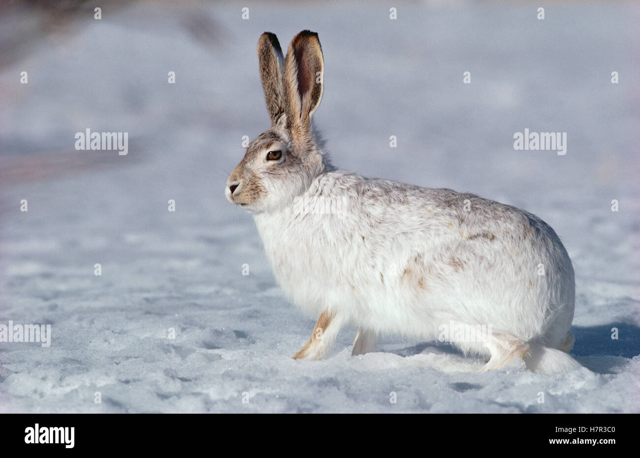 Snowshoe Hare (Lepus americanus) in winter, Canada Stock Photo - Alamy