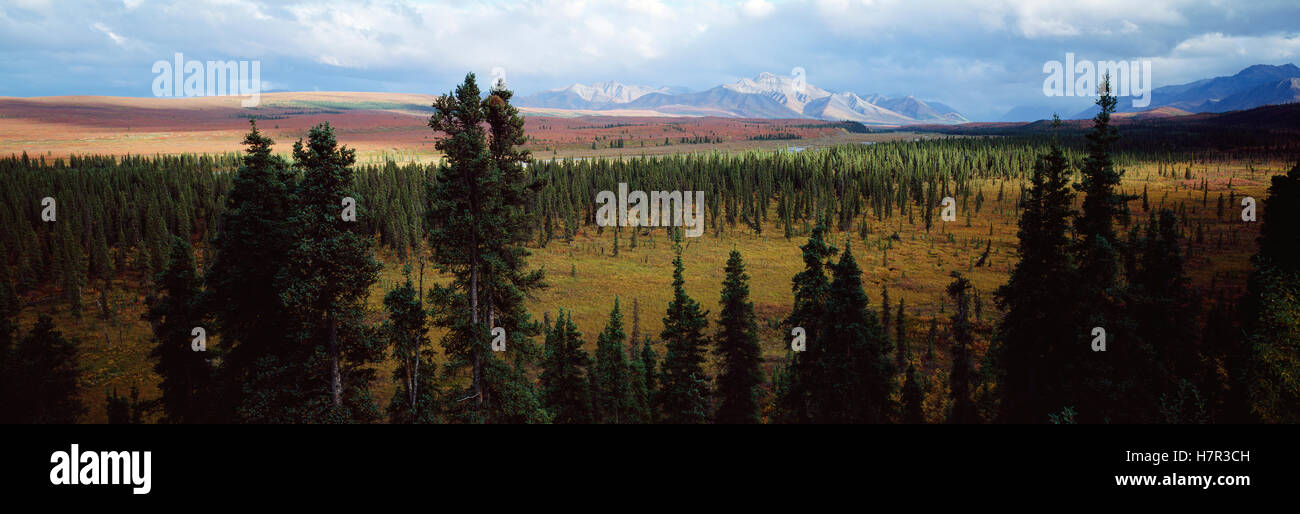 Boreal forest meets autumn colored tundra, Denali National Park and ...