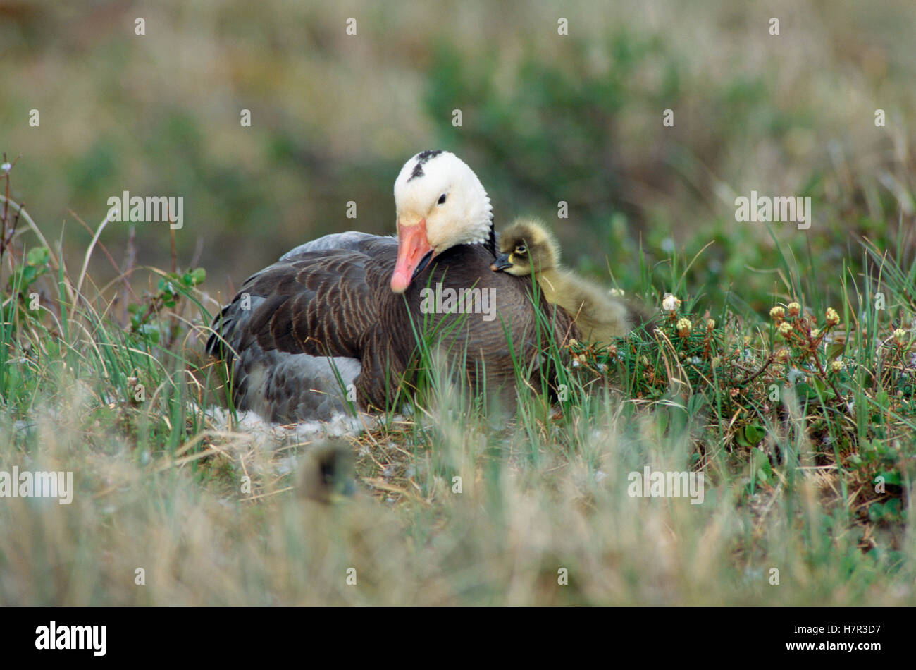 Snow Goose (Chen caerulescens) parent in blue color phase with gosling ...